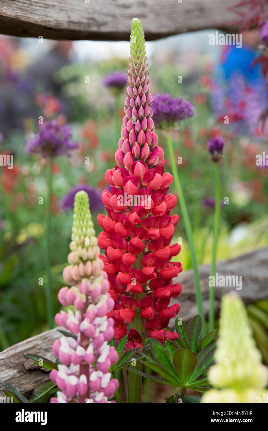Lupinus. Colourful Luxton strain Lupin flowers on display at the RHS ...