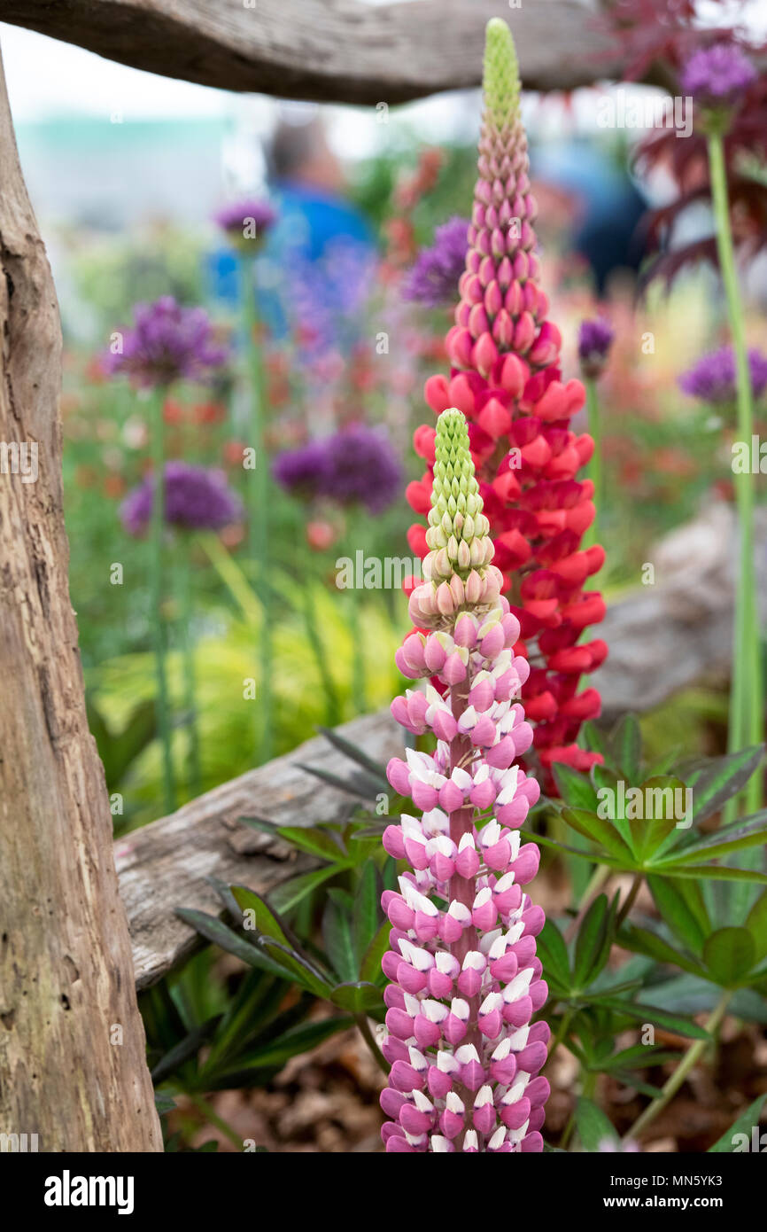 Lupinus. Colourful Luxton strain Lupin flowers on display at the RHS ...