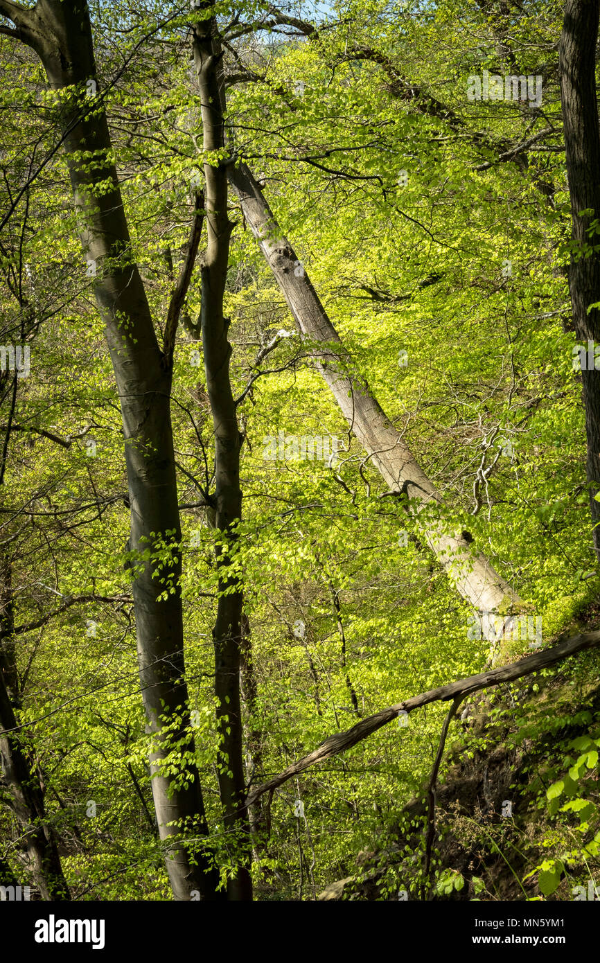 Falling foss whitby england hi-res stock photography and images - Alamy