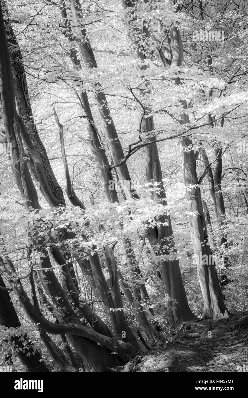 Falling foss whitby england hi-res stock photography and images - Alamy