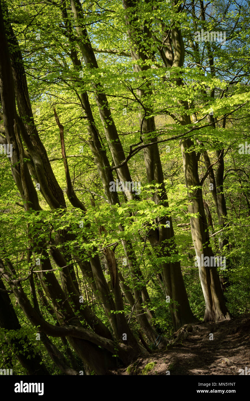 Falling foss whitby england hi-res stock photography and images - Alamy