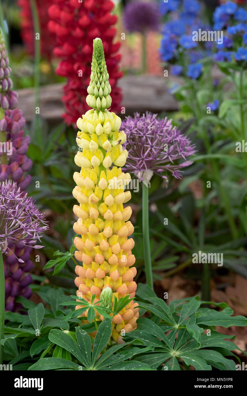 Lupinus. Colourful Luxton strain Lupin flowers on display at the RHS ...