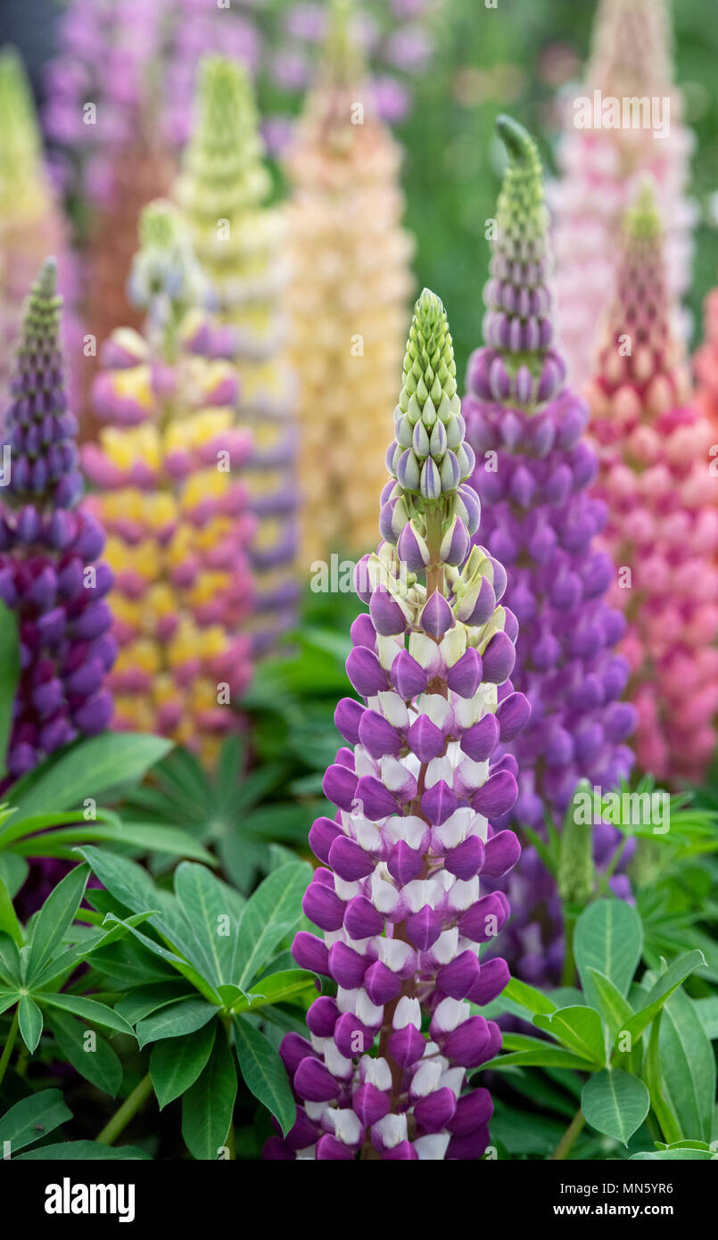 Lupinus. Colourful Luxton strain Lupin flowers on display at a flower ...