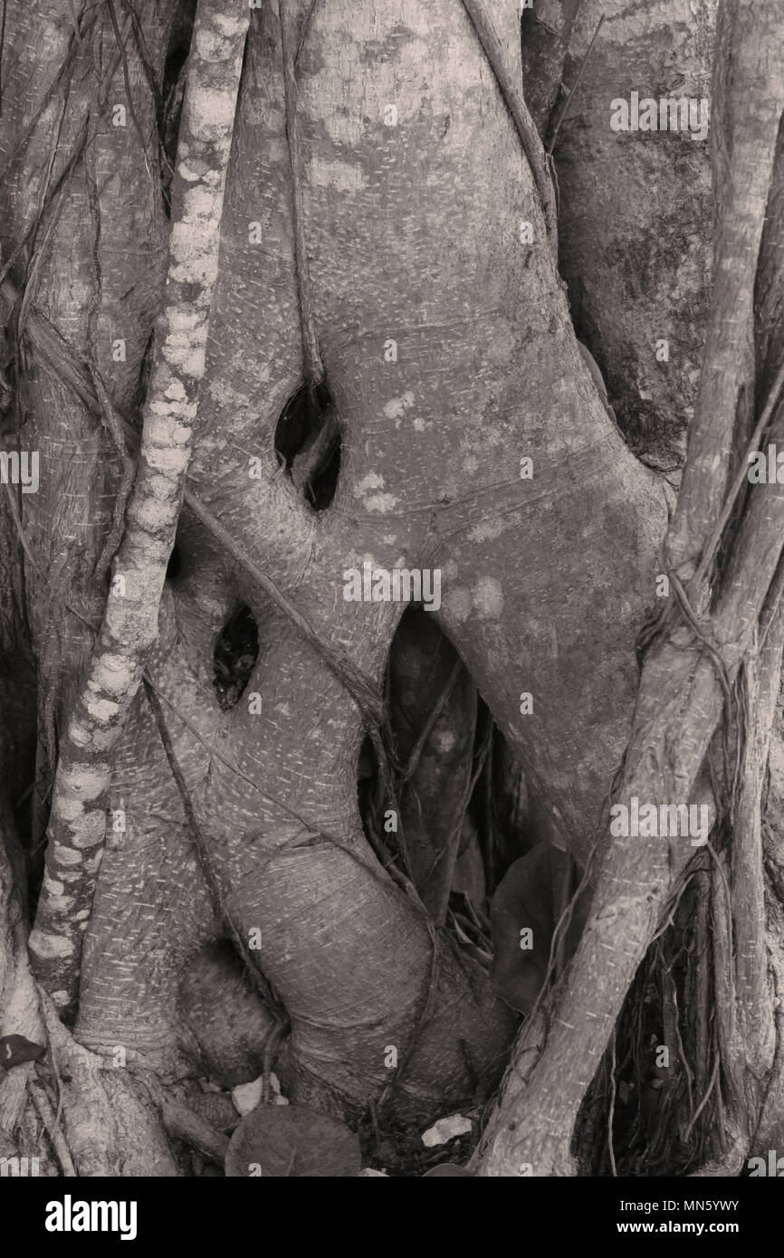 Tree trunk naturally looks like a scary face Stock Photo - Alamy