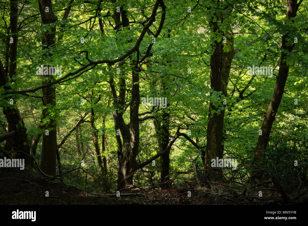 Falling foss whitby england hi-res stock photography and images - Alamy