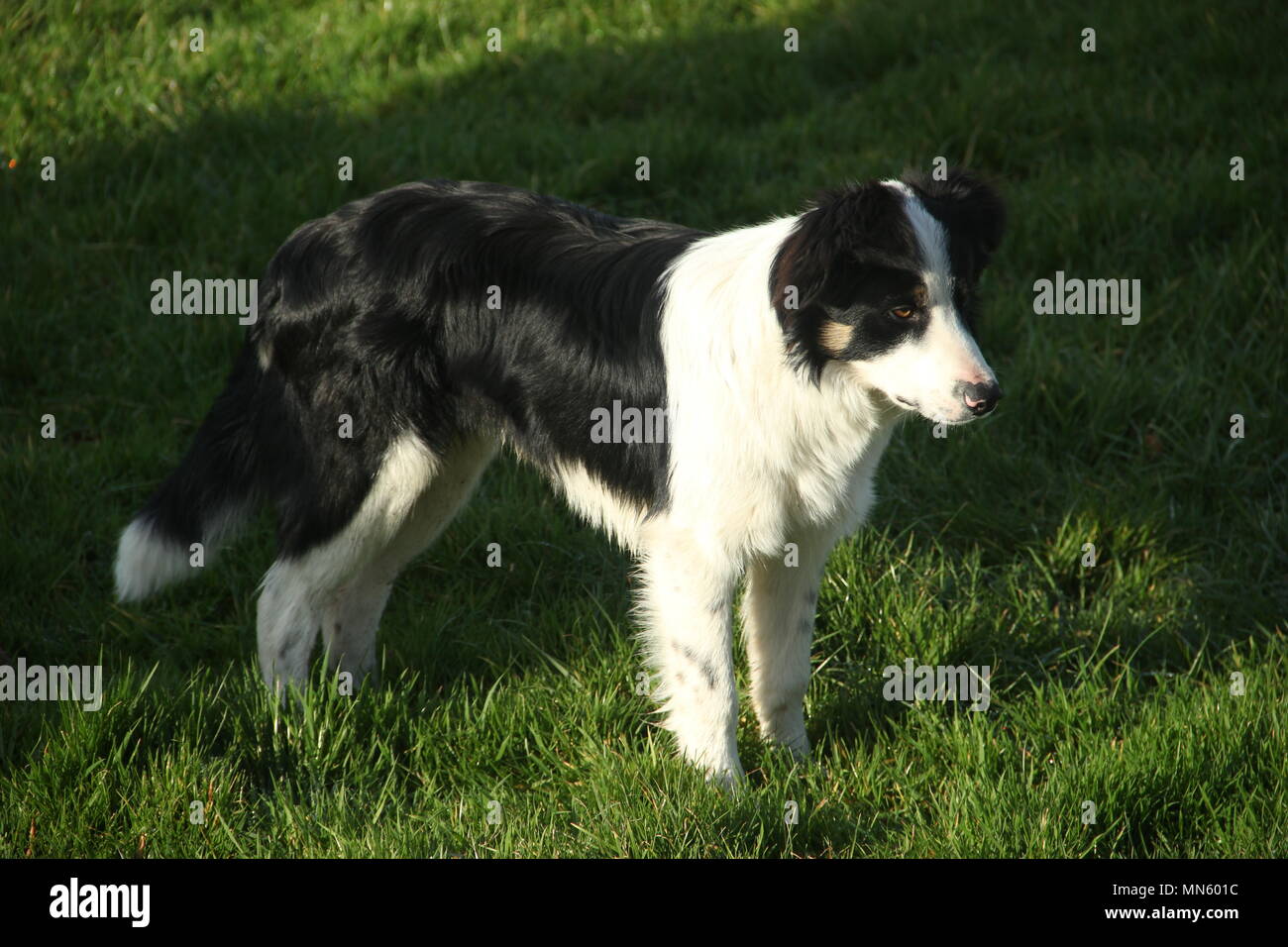 Border collie cross hi-res stock photography and images - Alamy