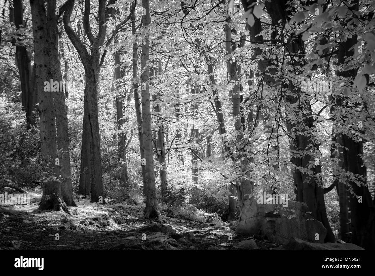 Falling foss whitby england hi-res stock photography and images - Alamy