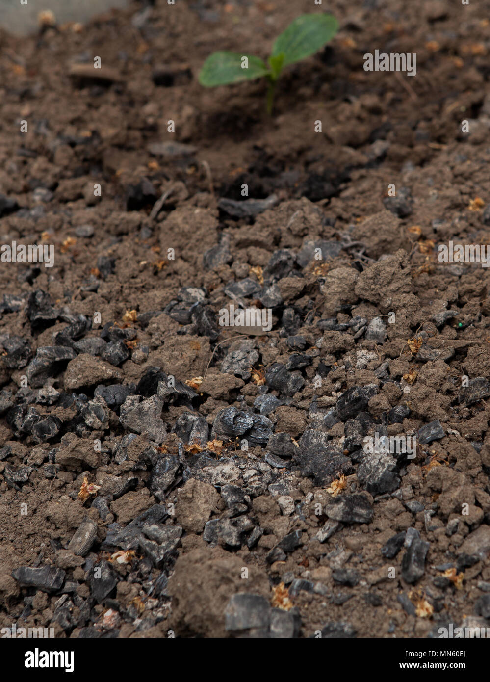 Fertilizer with ash on the soil. The fertile humus soil contains ...