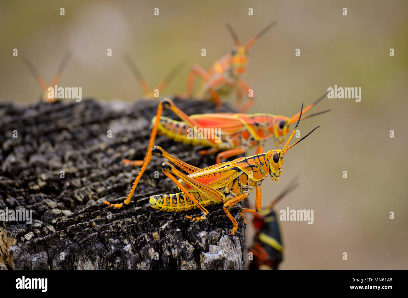 Lubber grasshoppers hi-res stock photography and images - Alamy