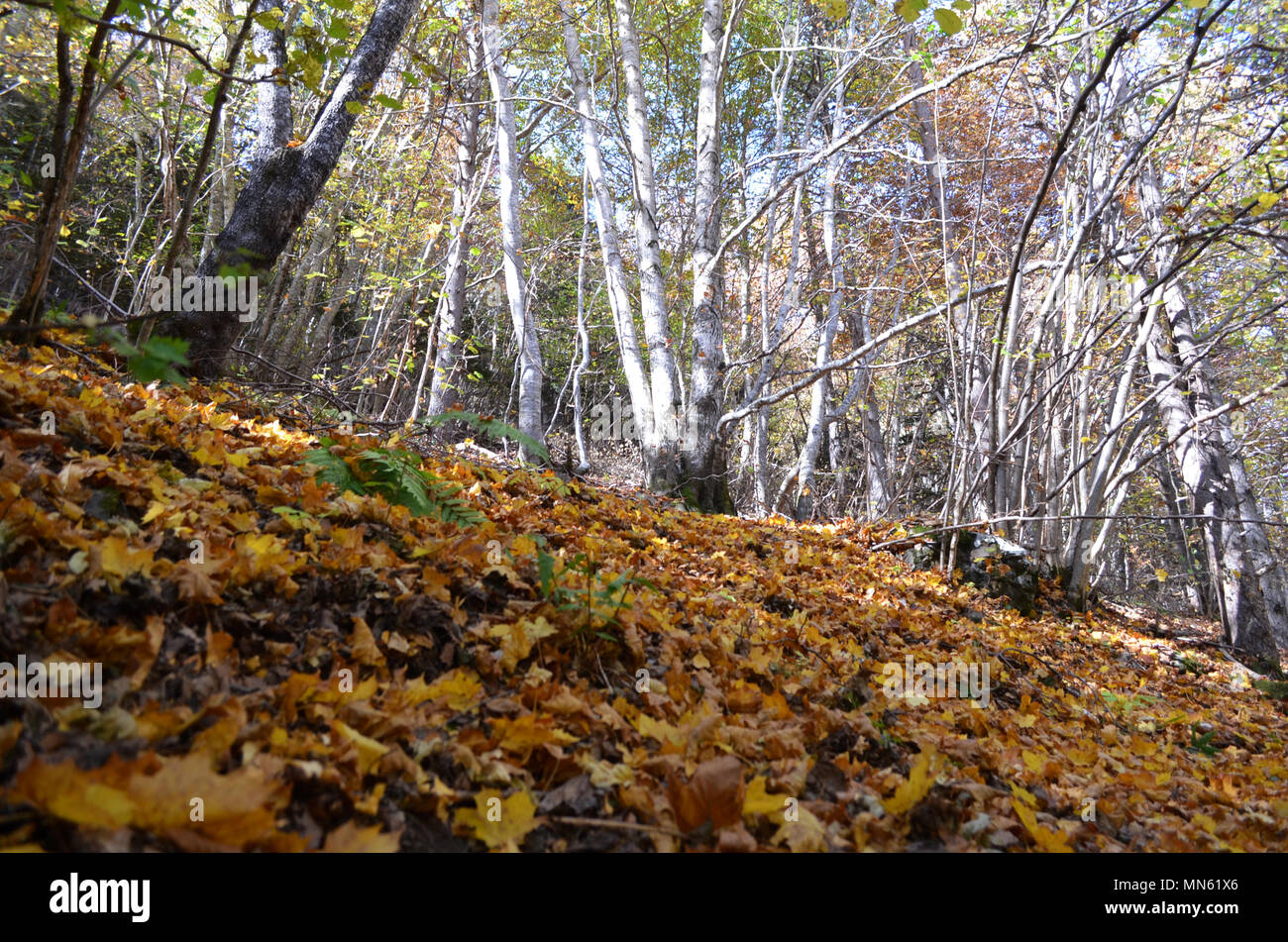 Autumn colors in the mixed forests of Posets-Maladeta Natural Park ...