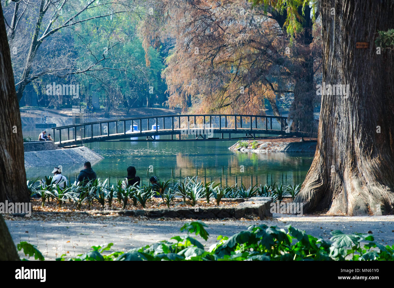Chapultepec park garden hi-res stock photography and images - Alamy