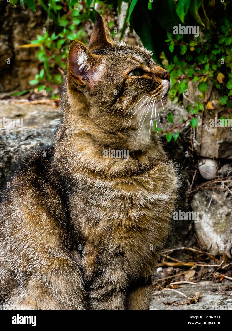 Portrait common tabby cat hi-res stock photography and images - Alamy