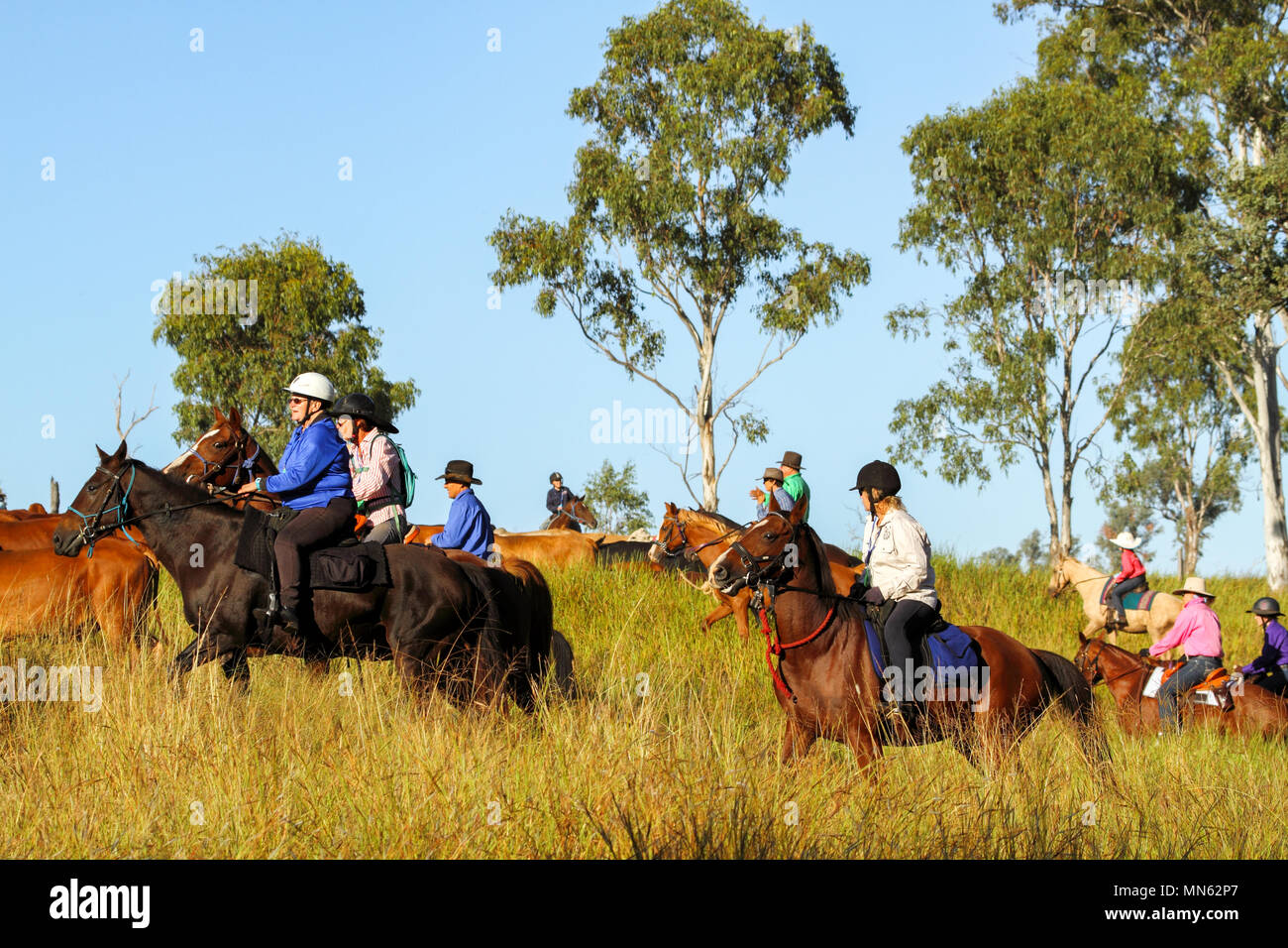 Stockmen and women mustering cattle Stock Photo - Alamy