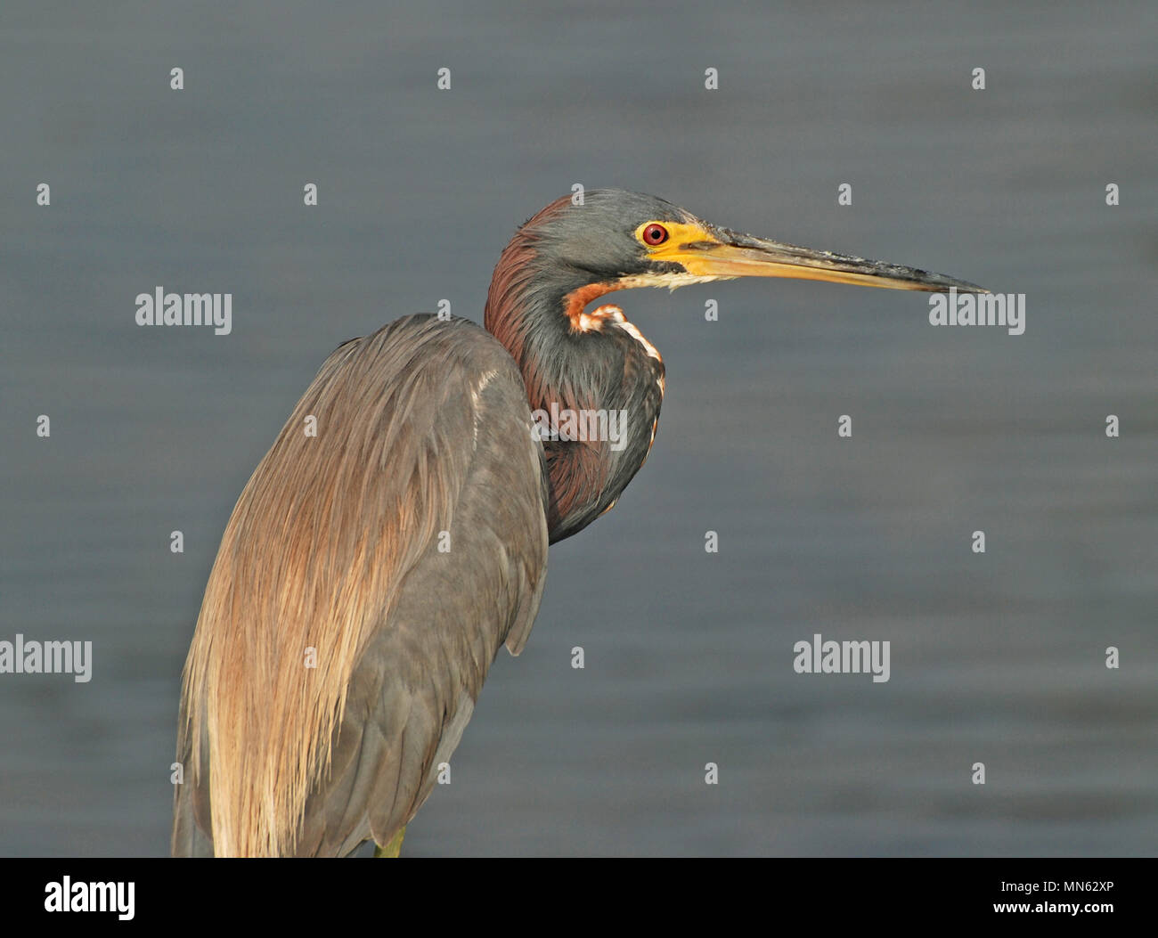 Tri Color Heron in the Wilds Stock Photo - Alamy