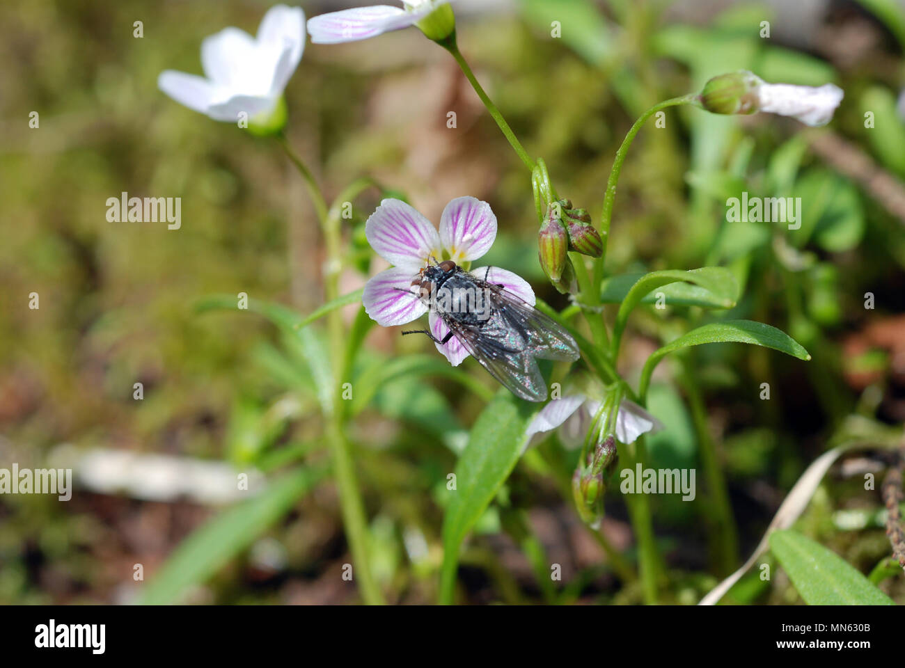 Fly on a Spring Beauty in the Smoky Mountains Stock Photo - Alamy