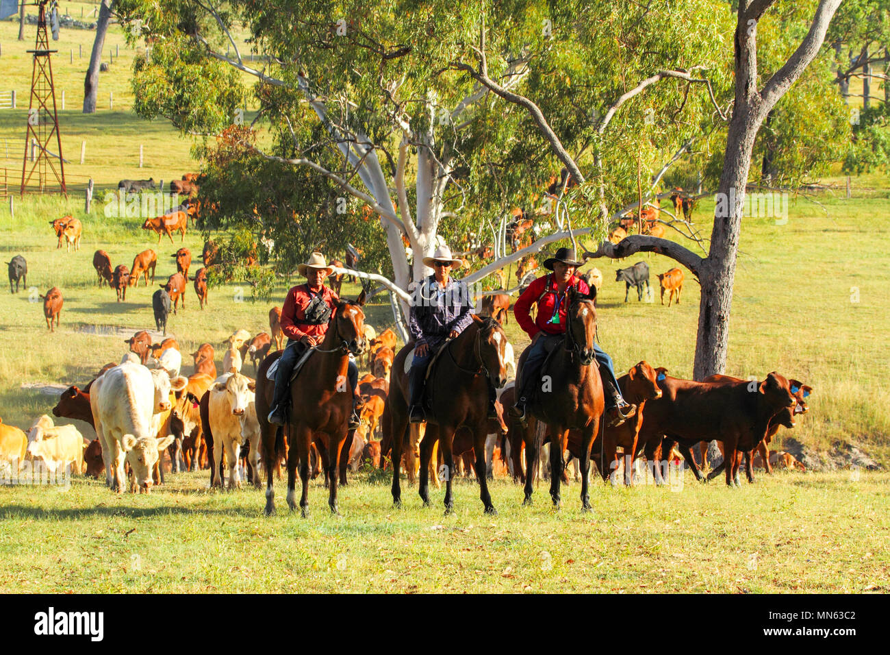 Cattle mustering hi-res stock photography and images - Alamy