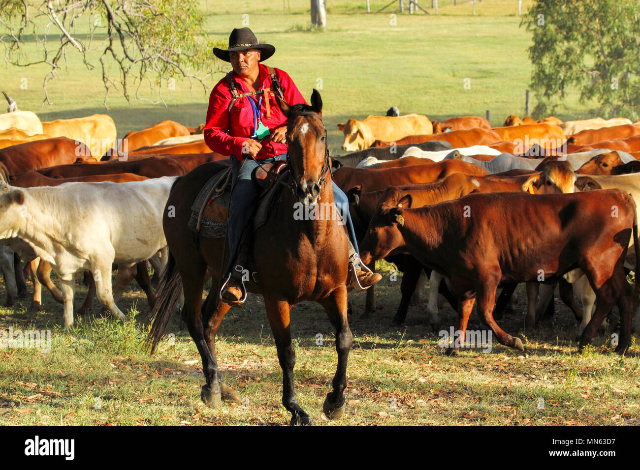 An aboriginal male on horseback mustering cattle Stock Photo - Alamy