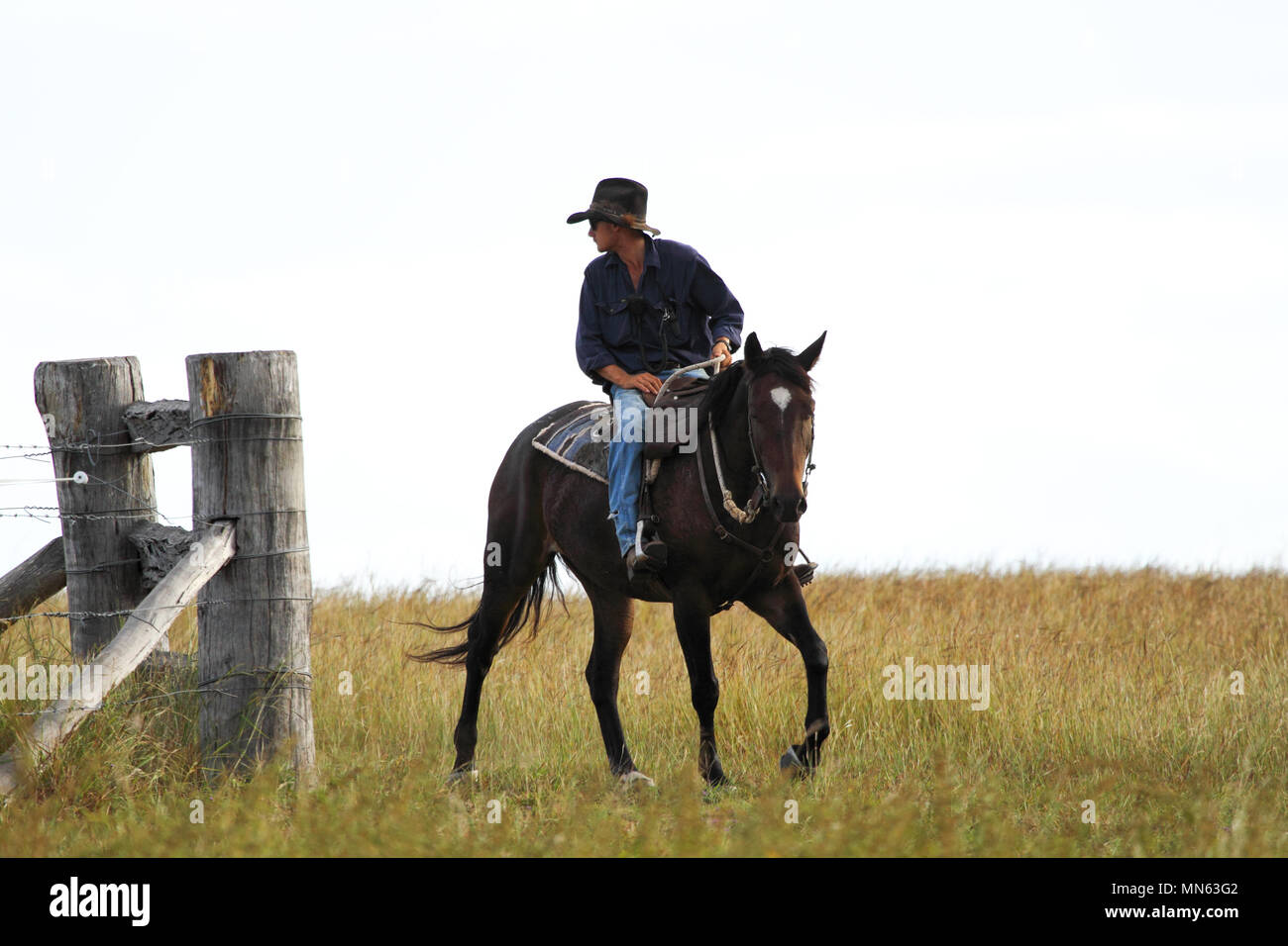 Horse Looking Back At Rider