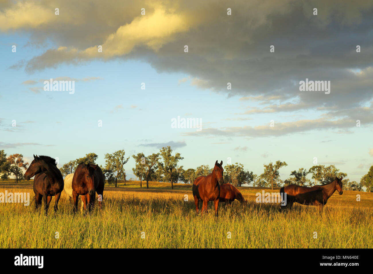 Farm horses grazing lush pasture in late afternoon light Stock Photo ...