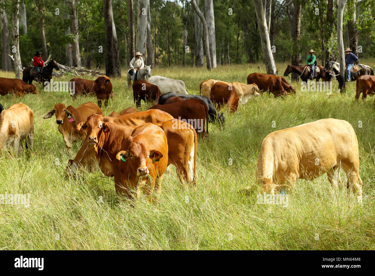 A mob of cattle being mustered among gumtrees Stock Photo - Alamy