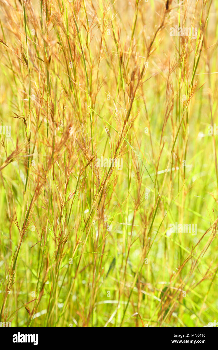 Tall grass seed hi-res stock photography and images - Alamy