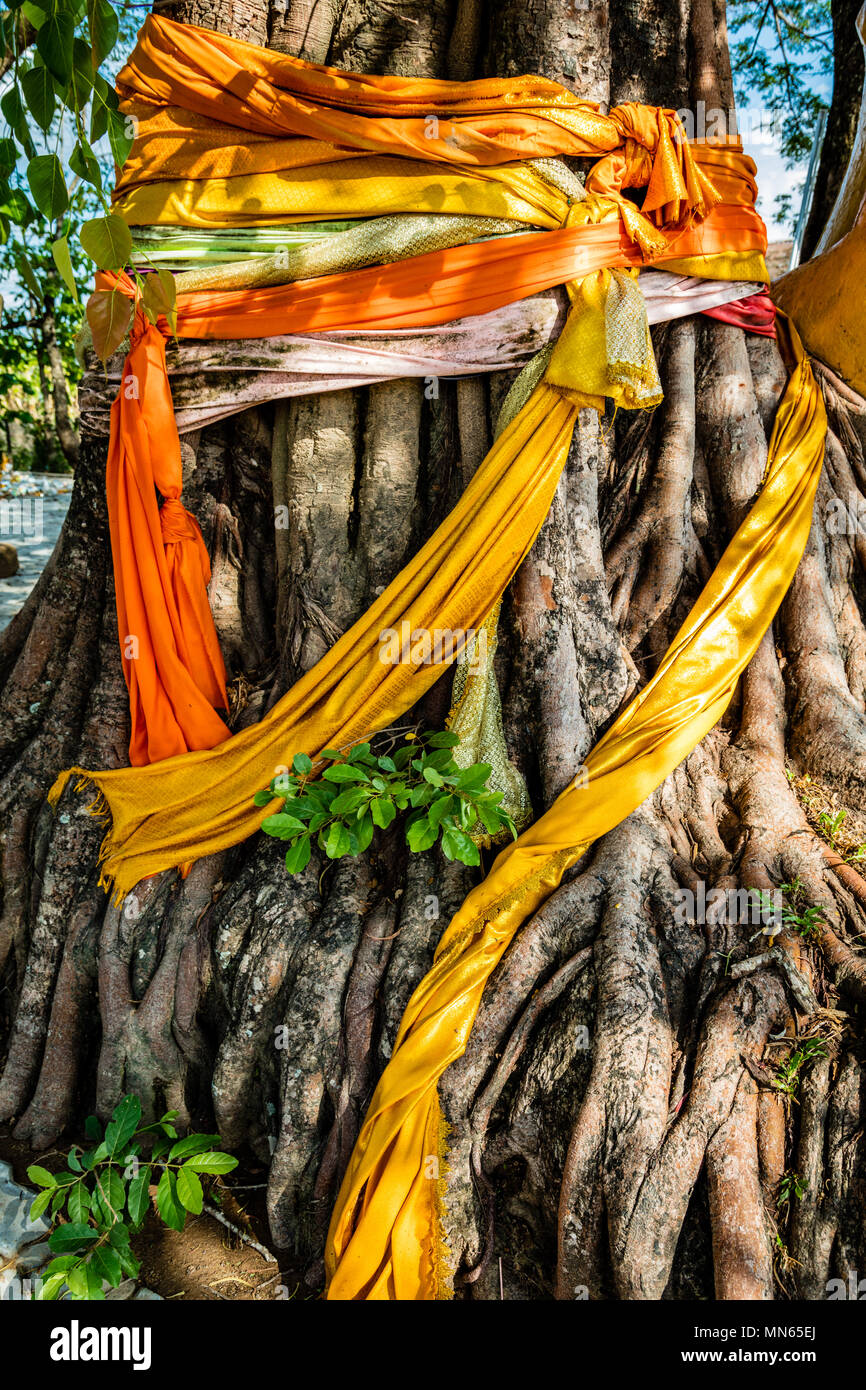 Buddhist sacred tree hi-res stock photography and images - Alamy