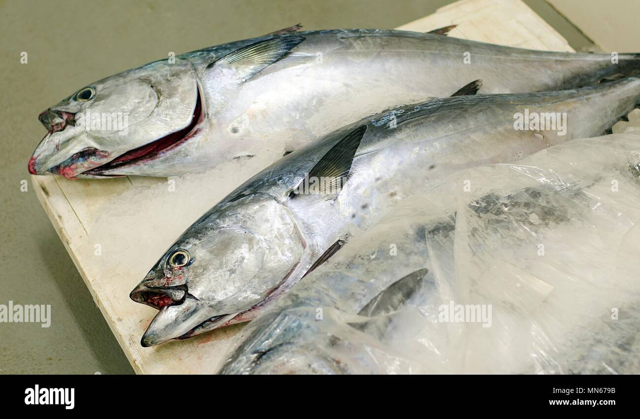 Tuna for sale in the fish market Stock Photo - Alamy