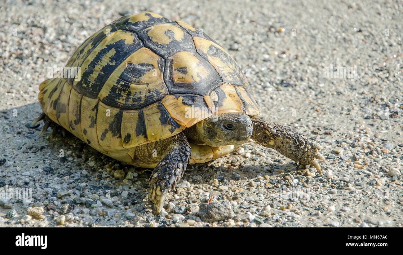 Turtle Testudo graeca Stock Photo - Alamy