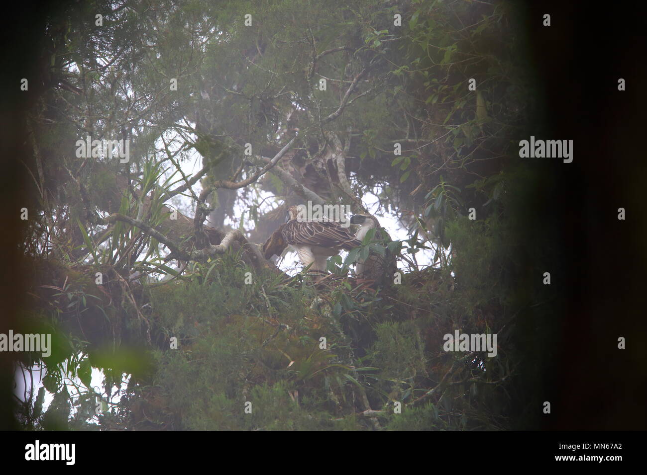 Great Philippine eagle (Pithecophaga jefferyi) nesting in Mindanao ...