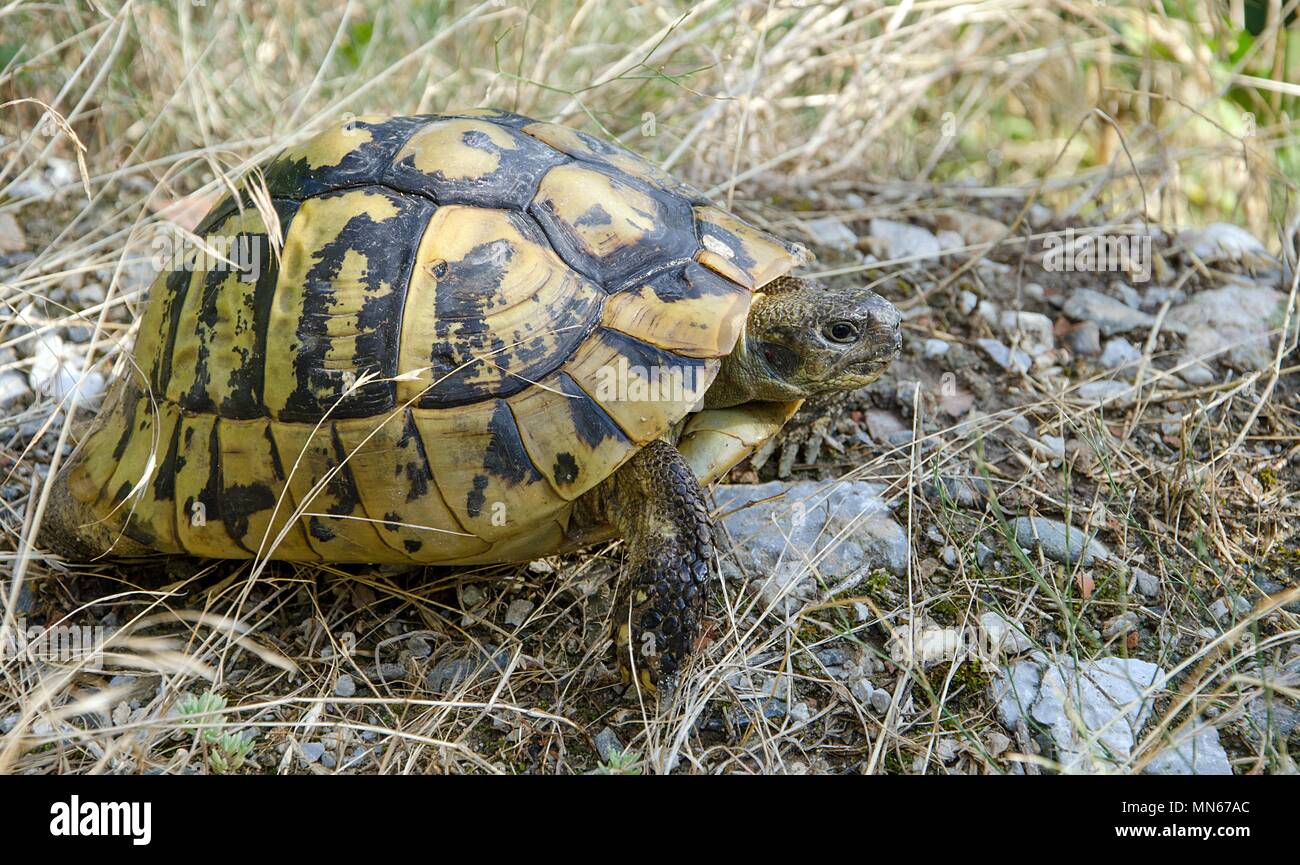 Turtle Testudo graeca Stock Photo - Alamy