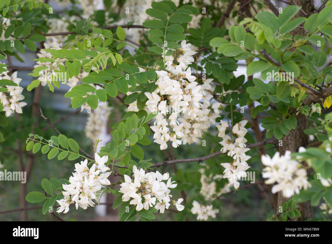 Robinia pseudoacacia, black locust flowers closeup selective focus ...