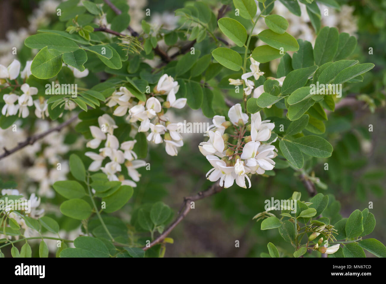 Robinia pseudoacacia, black locust flowers closeup selective focus ...