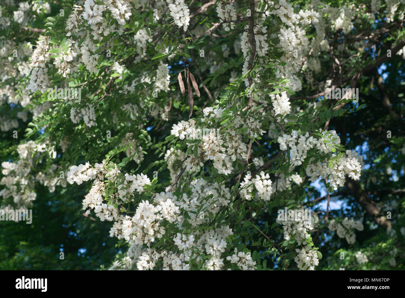 Robinia pseudoacacia, black locust flowers closeup selective focus ...