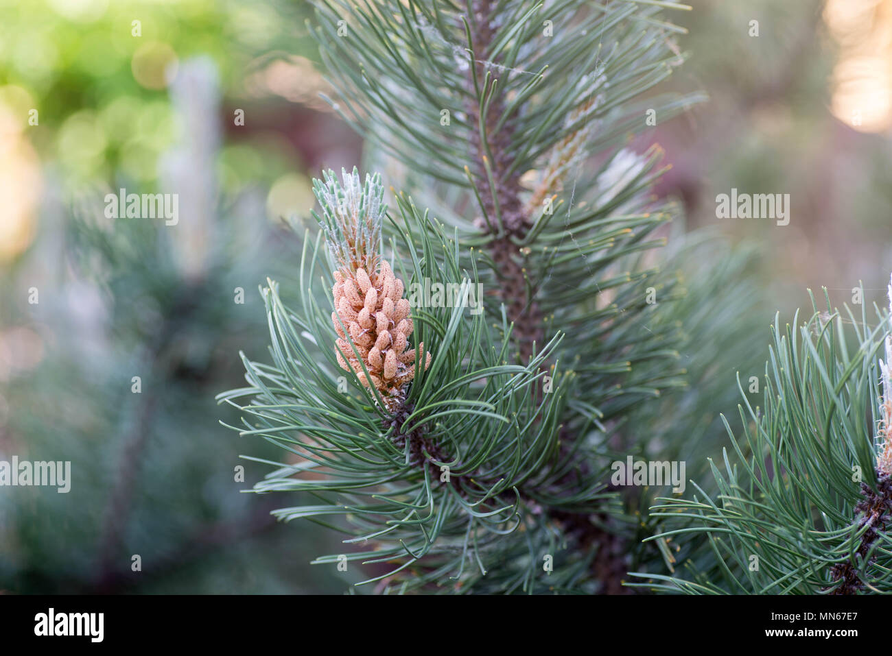 Flowering pine forest hi-res stock photography and images - Alamy