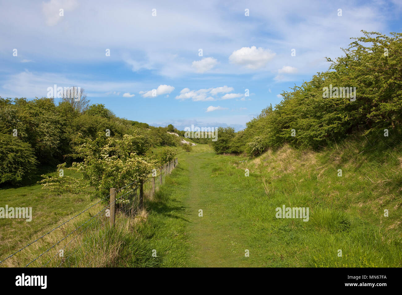 Kiplingcotes nature reserve and chalk pit with hawthorn hedgerows fence ...