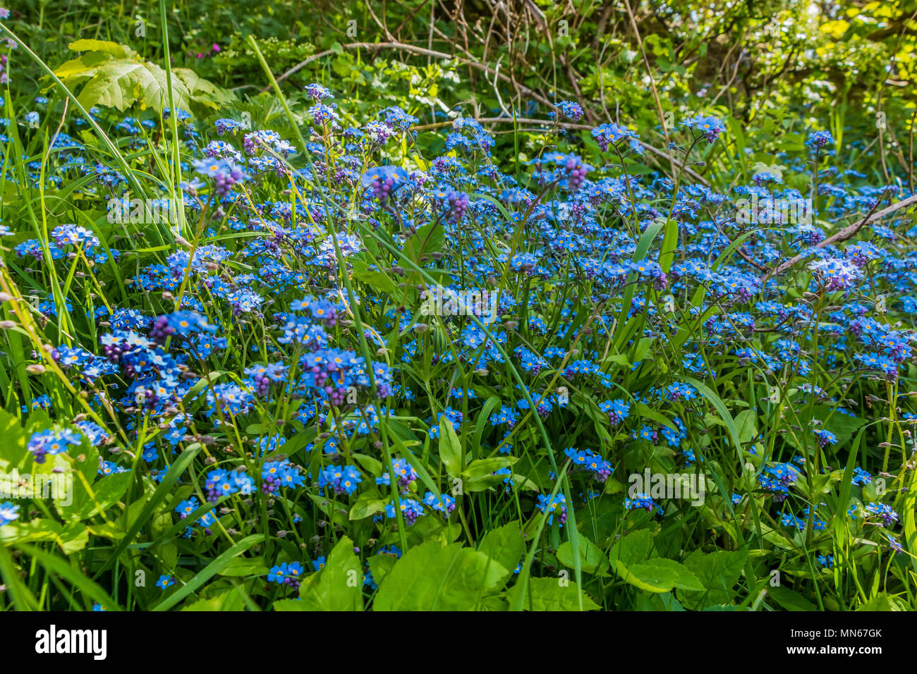 Myosotis sylvatica flowers hi-res stock photography and images - Alamy