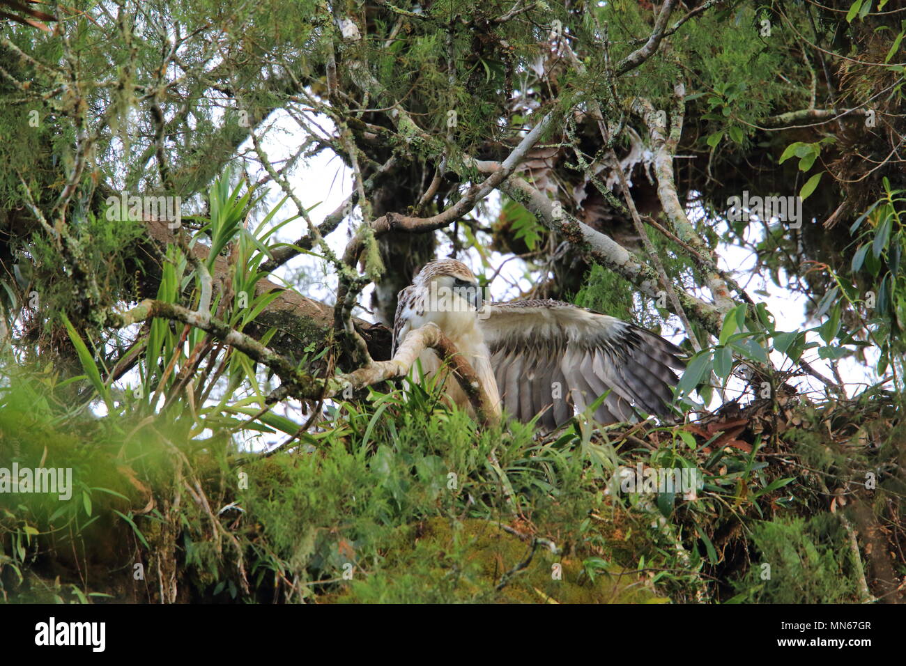 Great Philippine eagle (Pithecophaga jefferyi) nesting in Mindanao ...