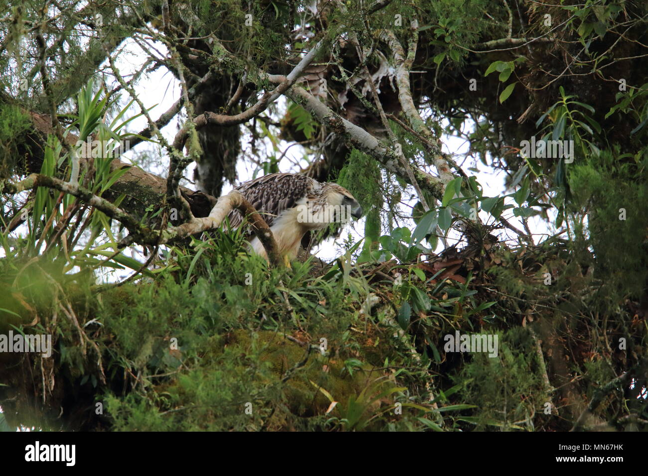 Great Philippine eagle (Pithecophaga jefferyi) nesting in Mindanao ...