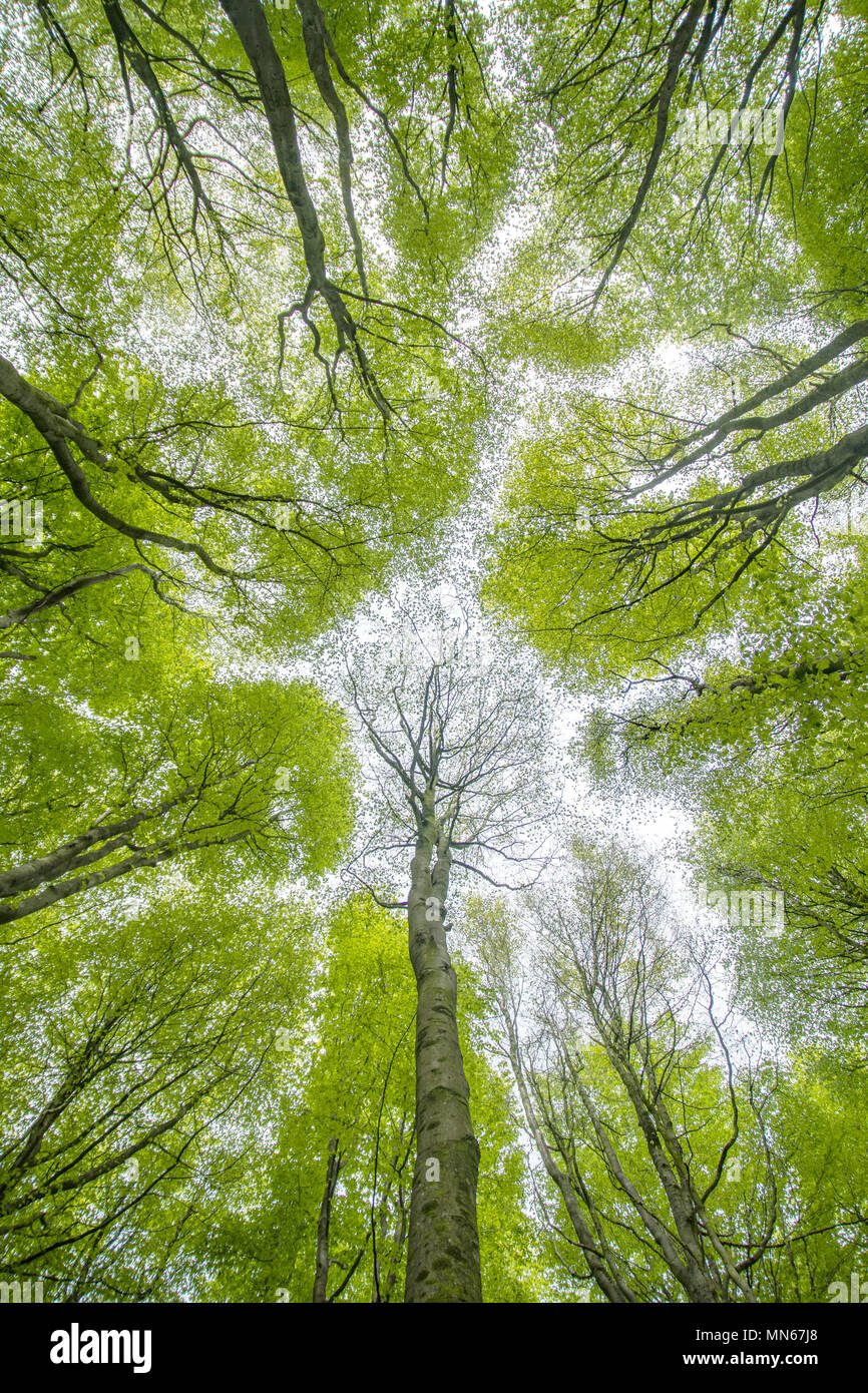 Tree canopy sky panorama hi-res stock photography and images - Alamy