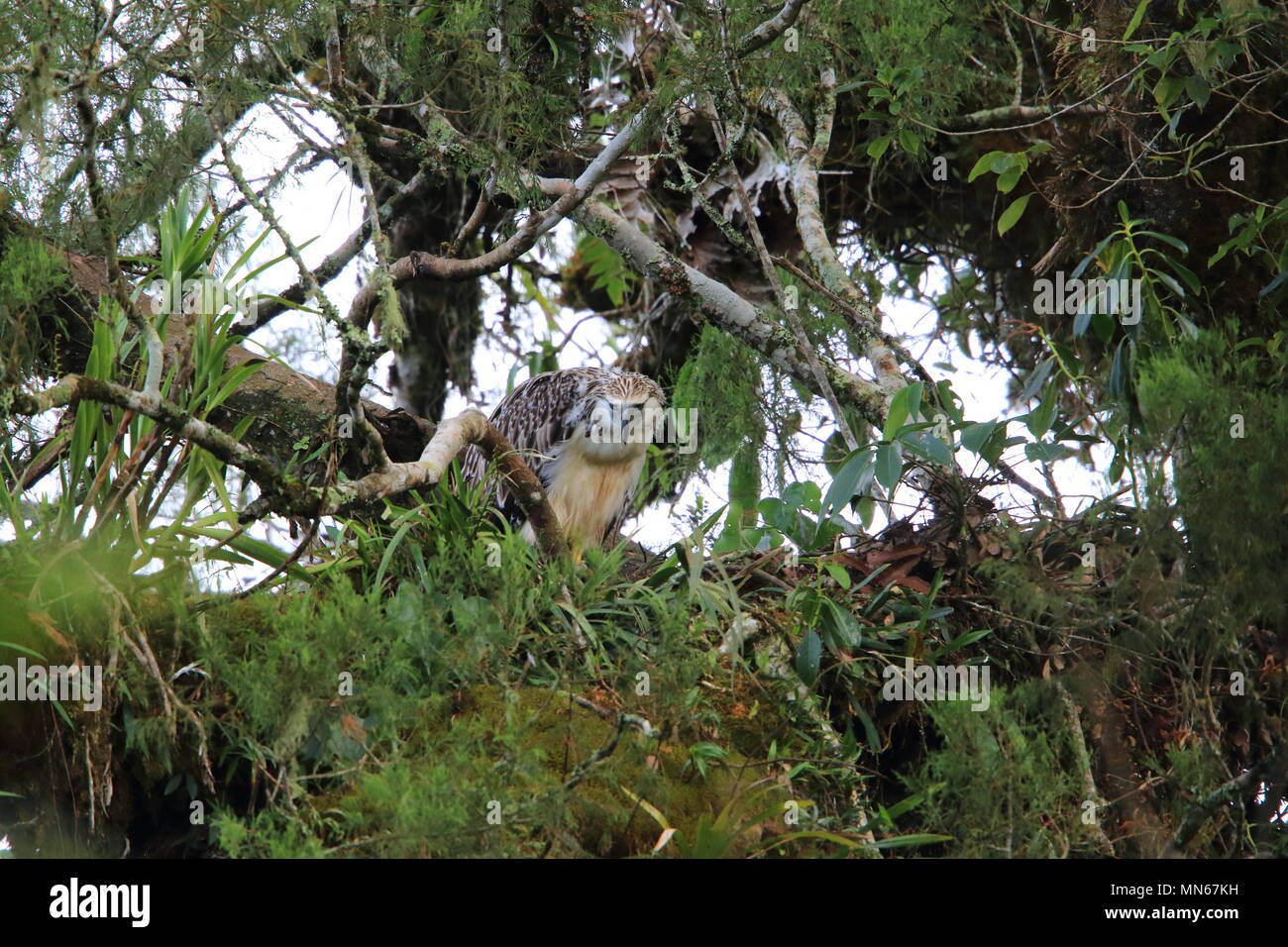 Great Philippine eagle (Pithecophaga jefferyi) nesting in Mindanao ...