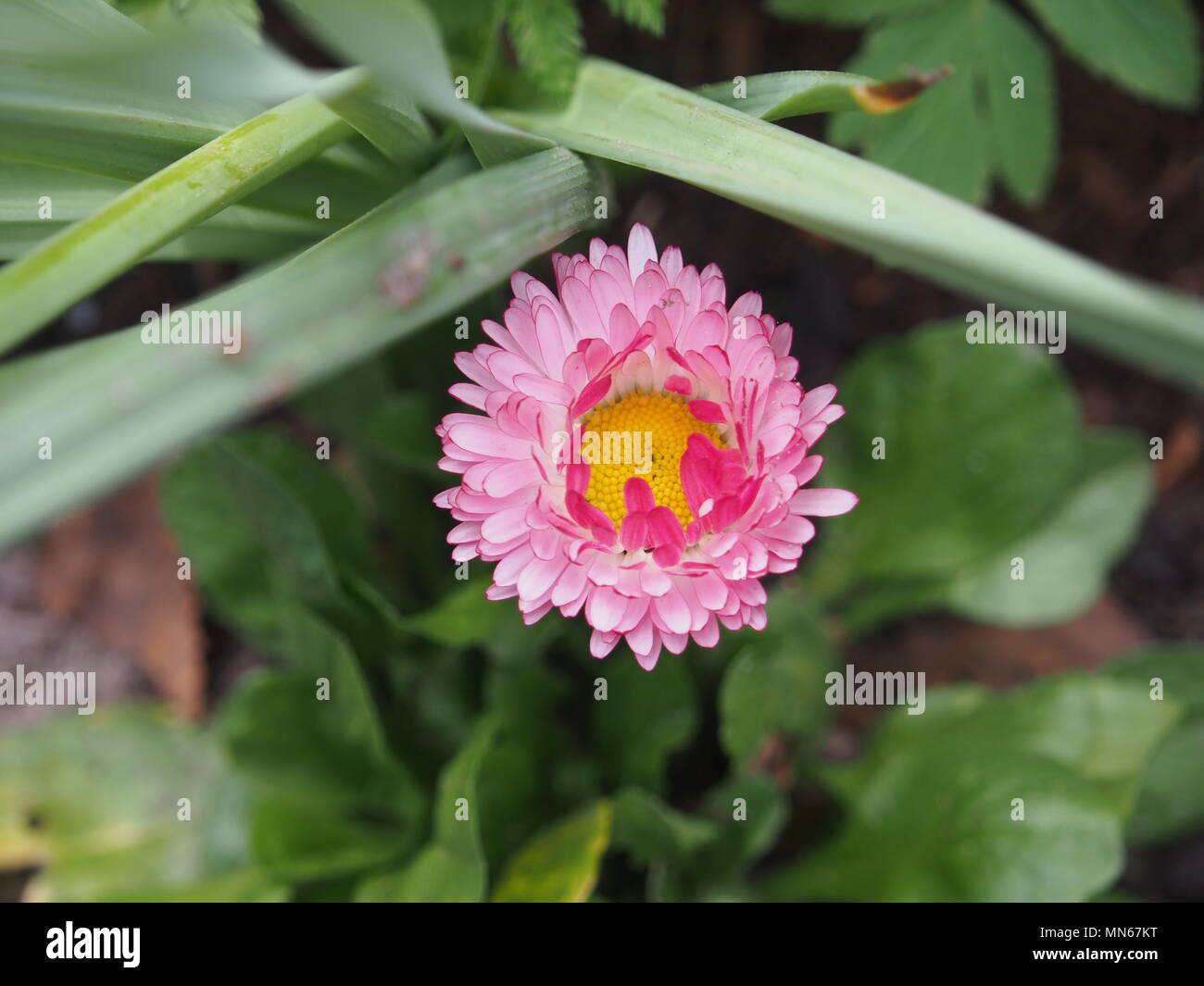 Blooming pink Bud daisies. Garden flower. Close up Stock Photo - Alamy