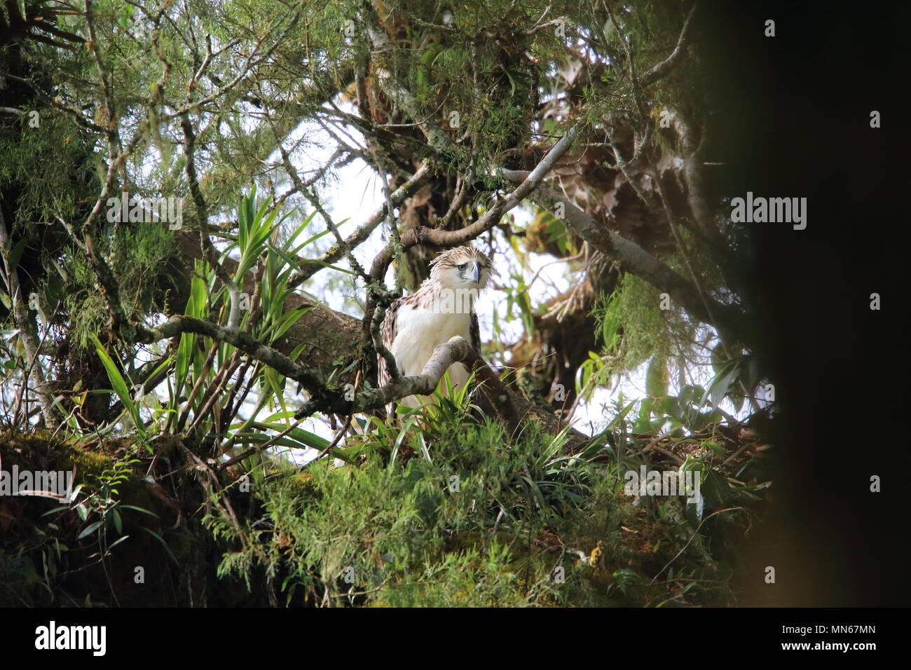 Great Philippine eagle (Pithecophaga jefferyi) nesting in Mindanao ...