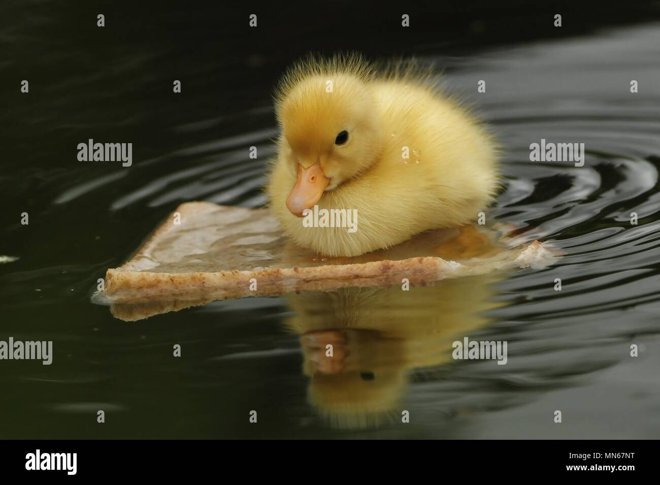Hitching a ride Stock Photo - Alamy