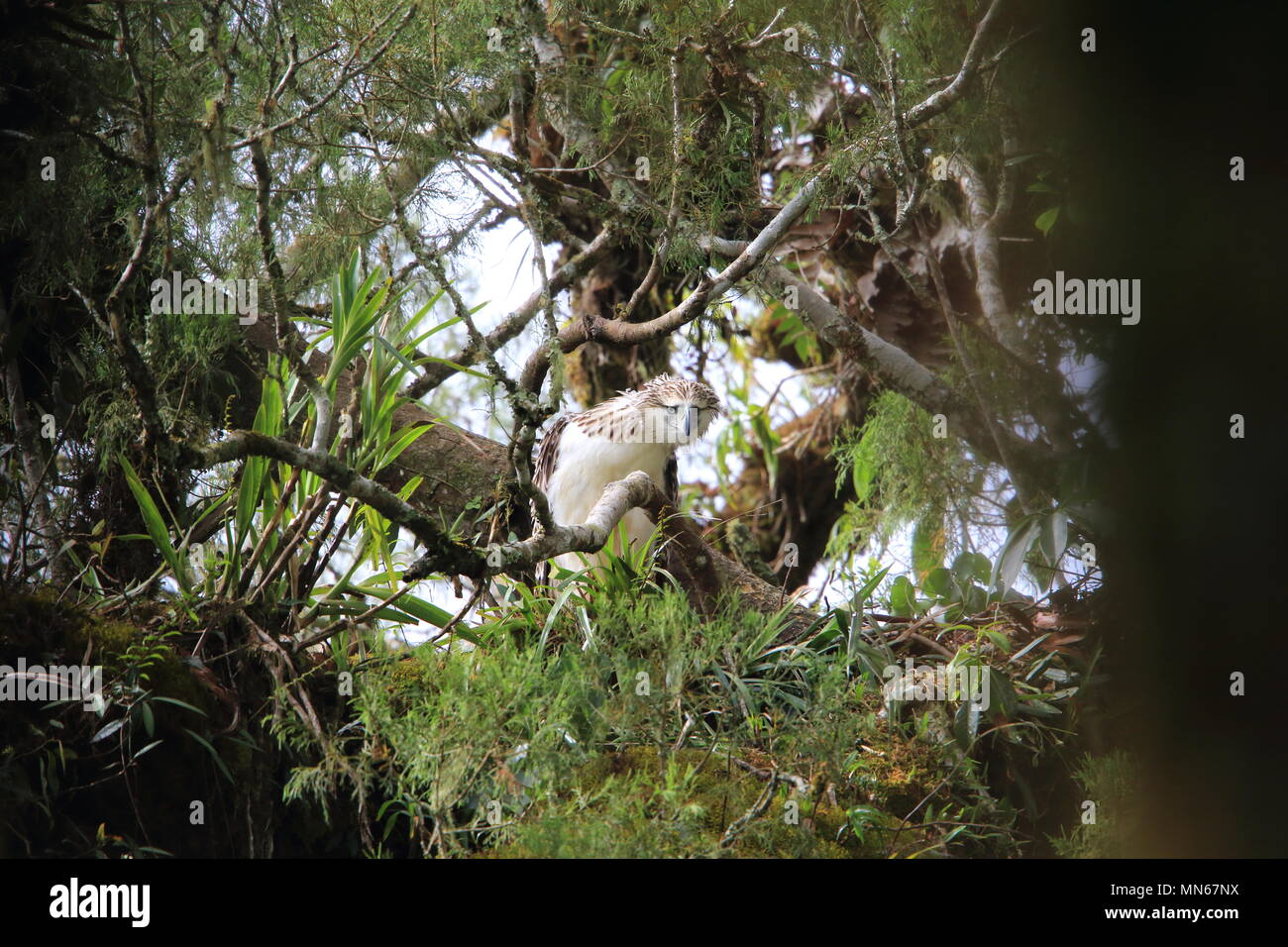 Great Philippine eagle (Pithecophaga jefferyi) nesting in Mindanao ...