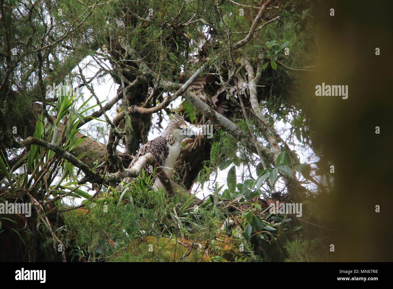 Great Philippine eagle (Pithecophaga jefferyi) nesting in Mindanao ...