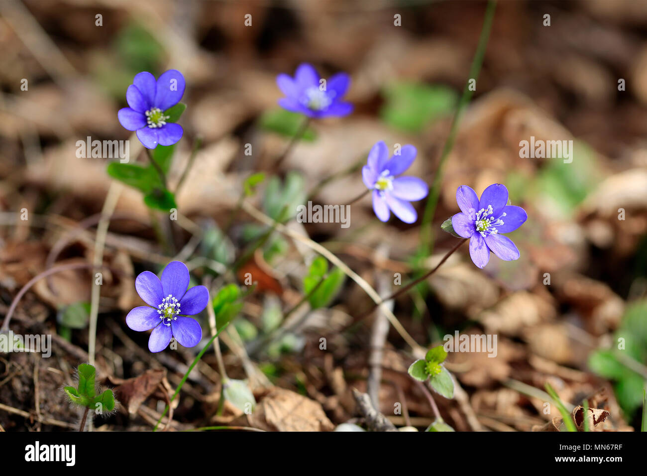 Blue flowers of Hepatica nobilis or Anemone hepatica are among the ...