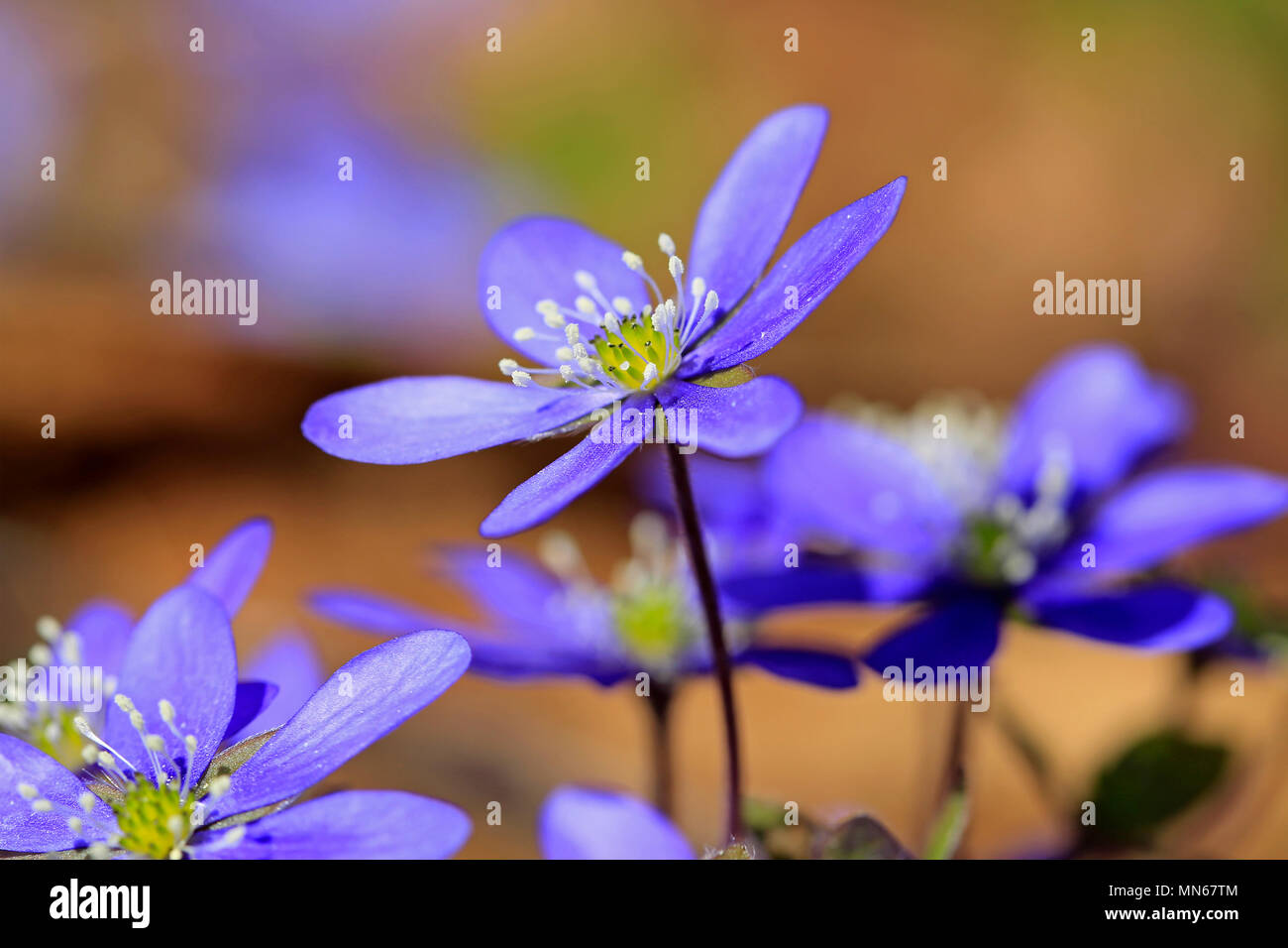 Blue flowers hepatica nobilis hi-res stock photography and images - Alamy
