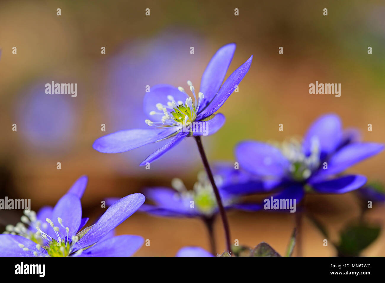 Blue flower of Hepatica nobilis or Anemone hepatica close up in the ...