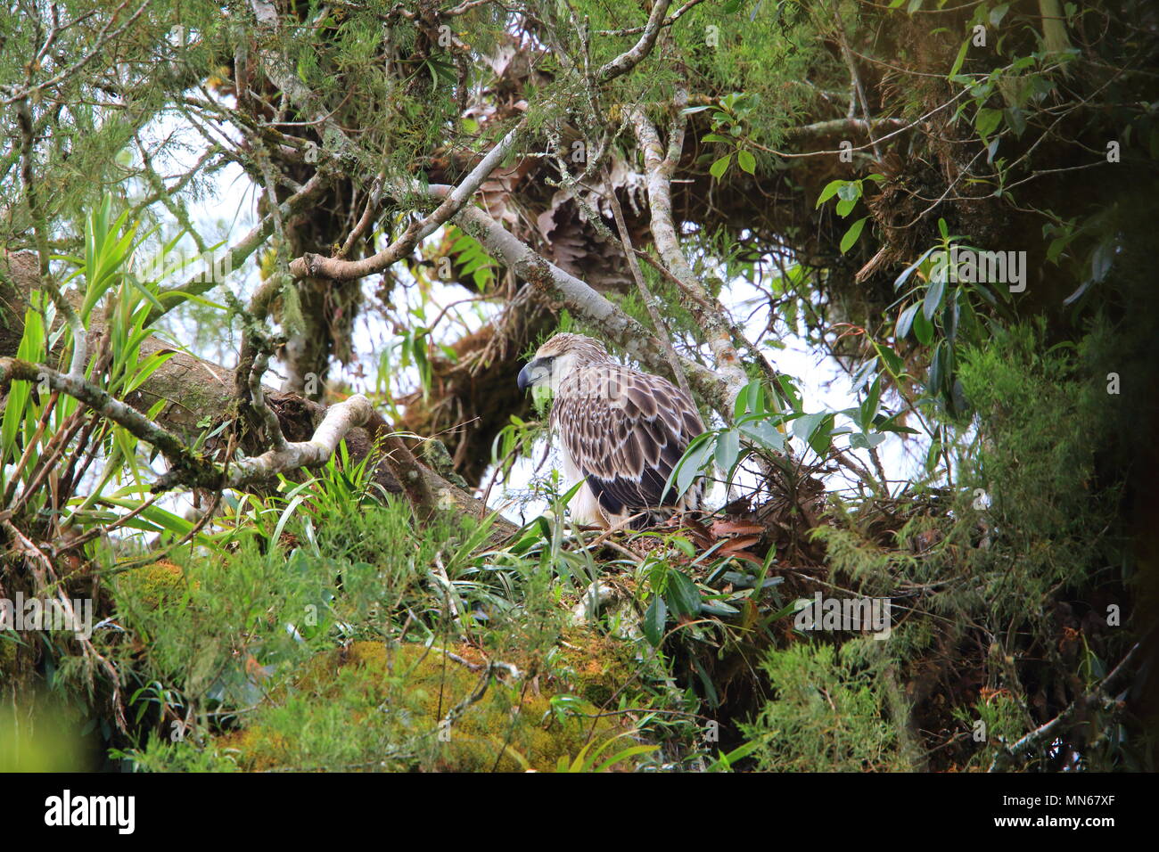 Great Philippine eagle (Pithecophaga jefferyi) nesting in Mindanao ...