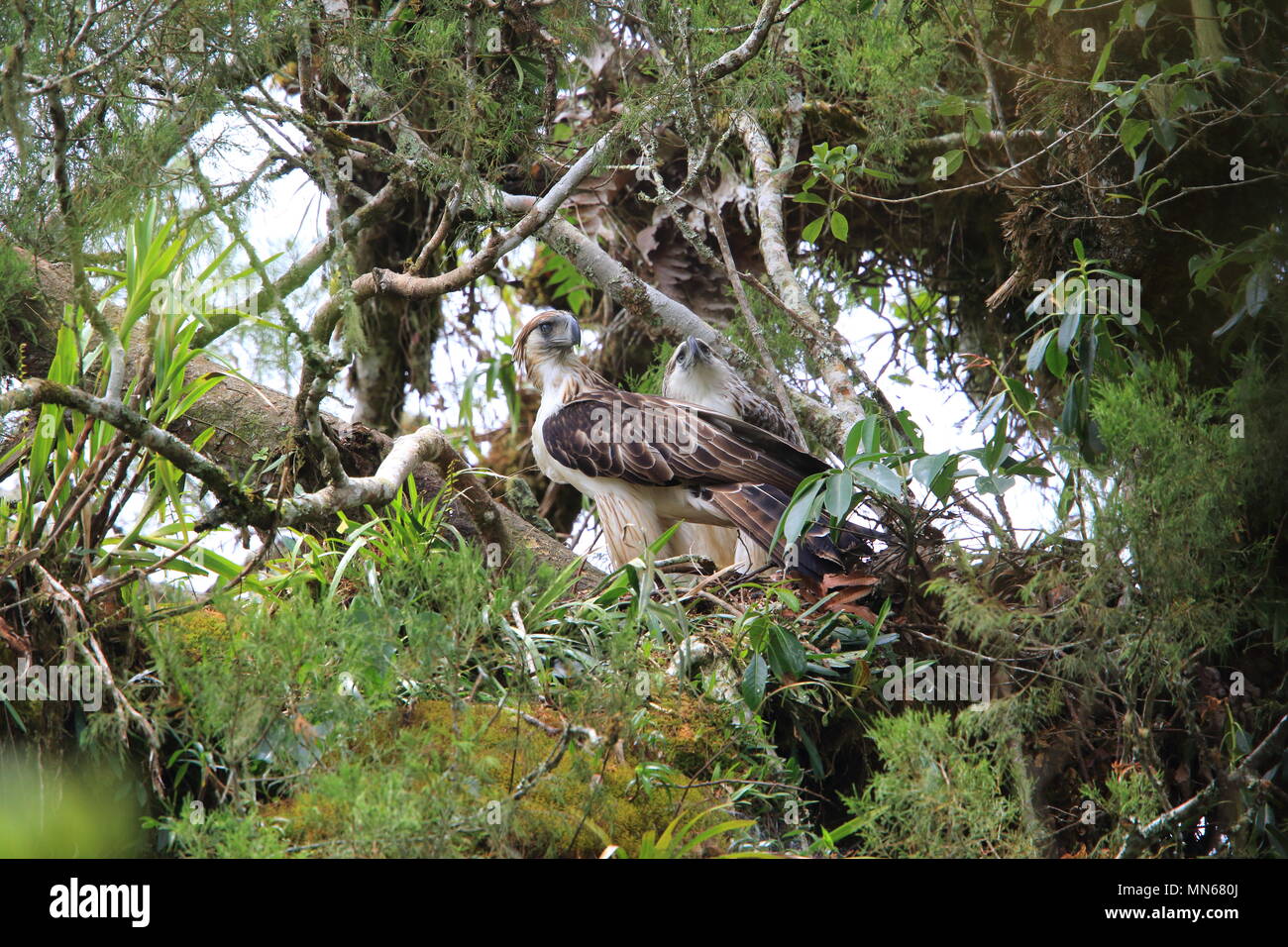 Great Philippine eagle (Pithecophaga jefferyi) nesting in Mindanao ...